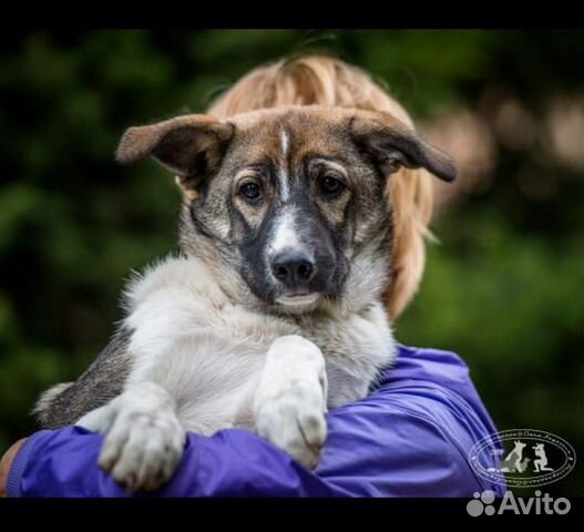 Плюшевый щенок Викки - девочка ищет дом