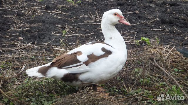 Мускусные утки