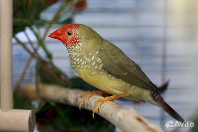 Тростниковый астрильд