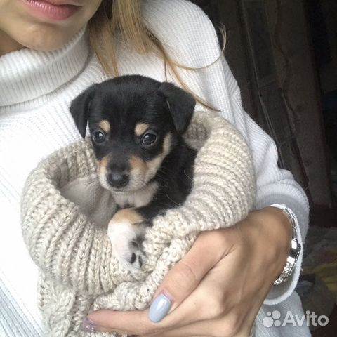 Щенки тоя