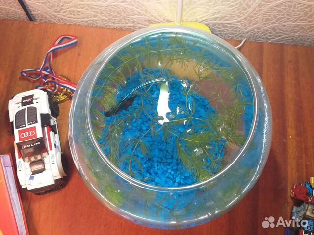 Аквариум 2 л с грунтом, растением и рубкой Петушок