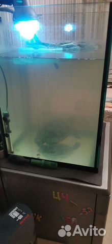 Отдам черепаху