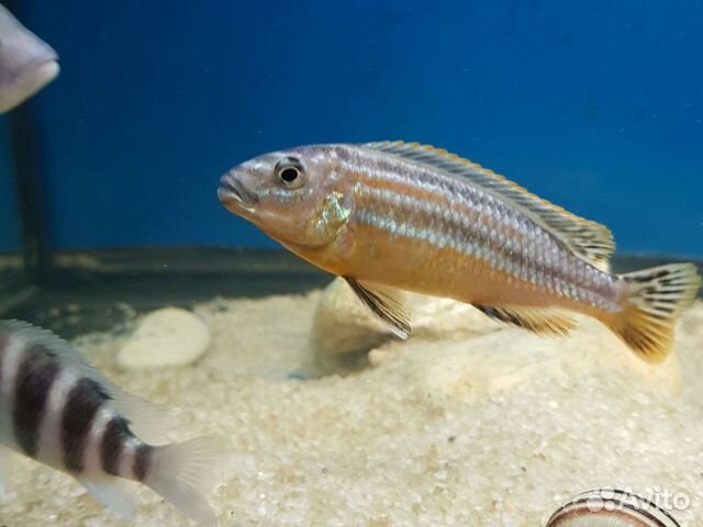 Аквариумные рыбы