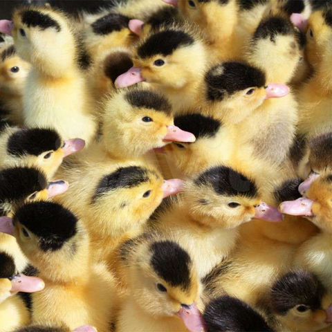 Суточные муларды (утята)