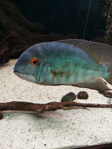 Пситтакус Мальки