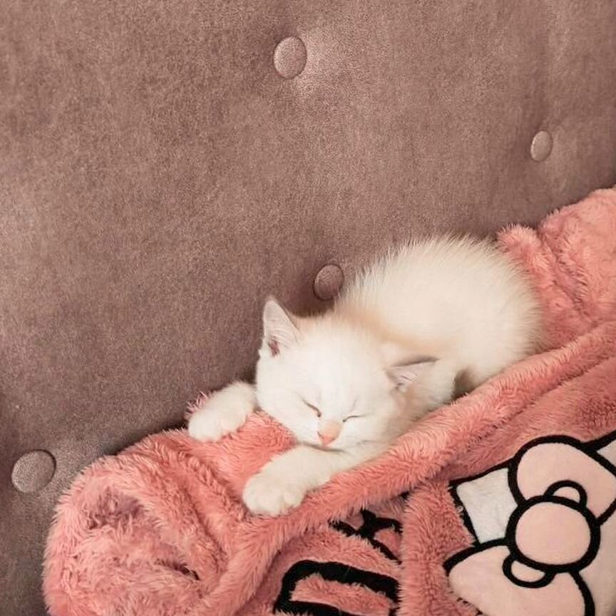Шотландский котенок