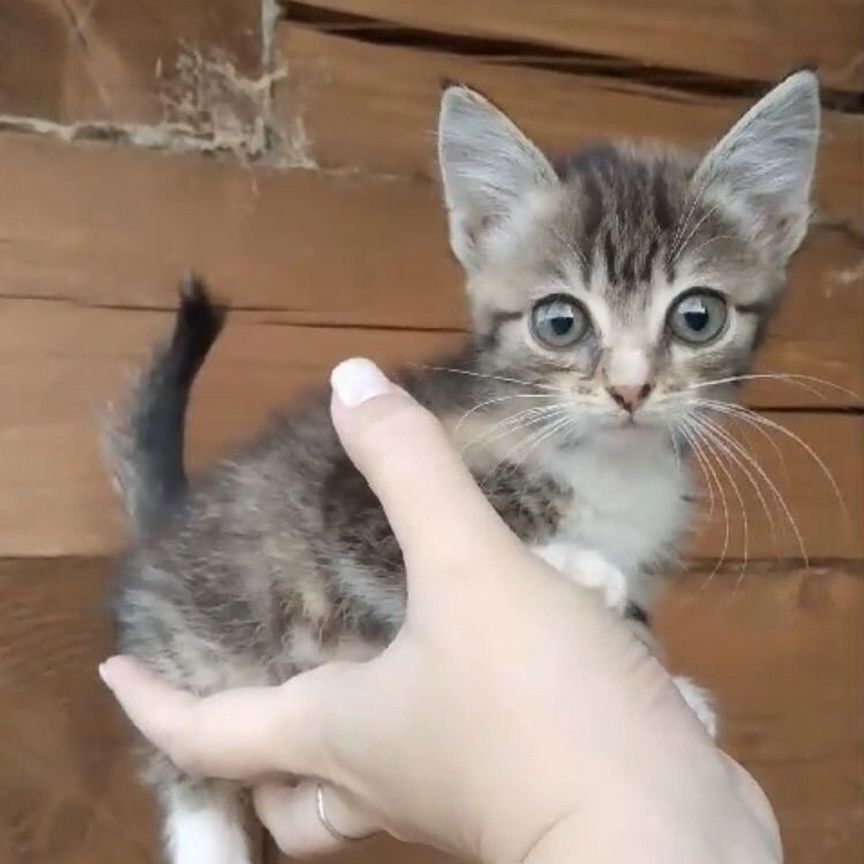Ляля ищет дом)