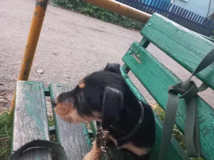 Адам собаку такса мини карманная 4месеца