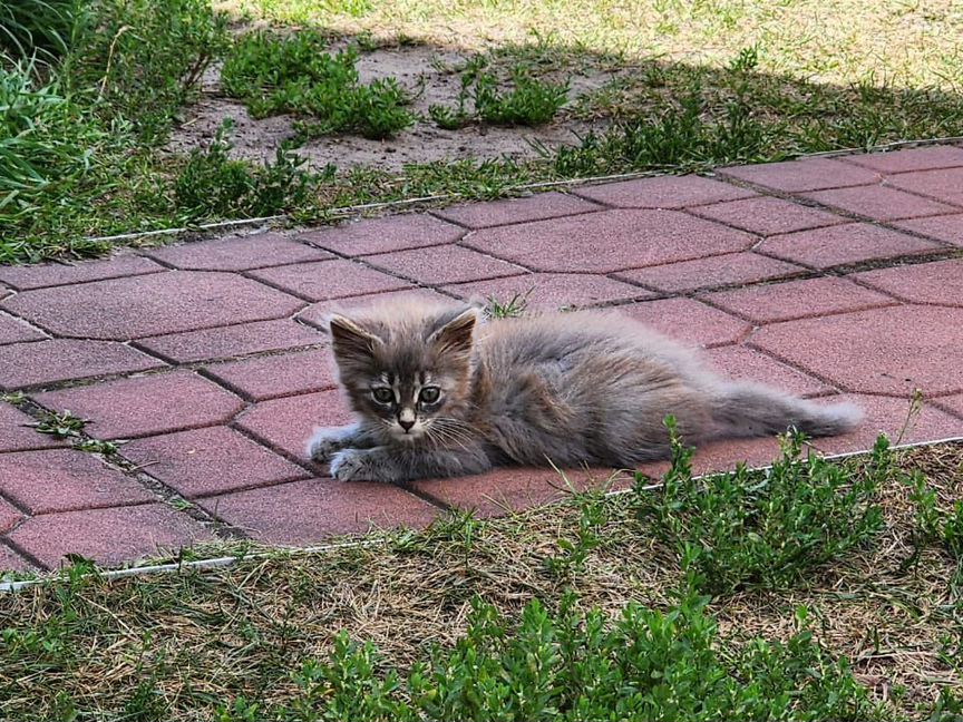 Подкинули котенок в дар бесплатно в добрые руки