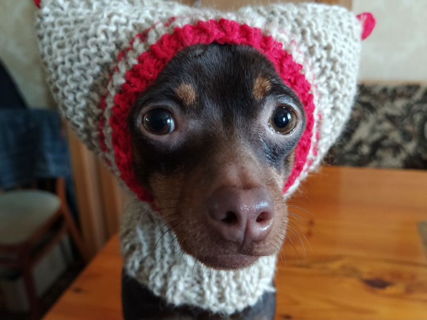 Ищем невесту