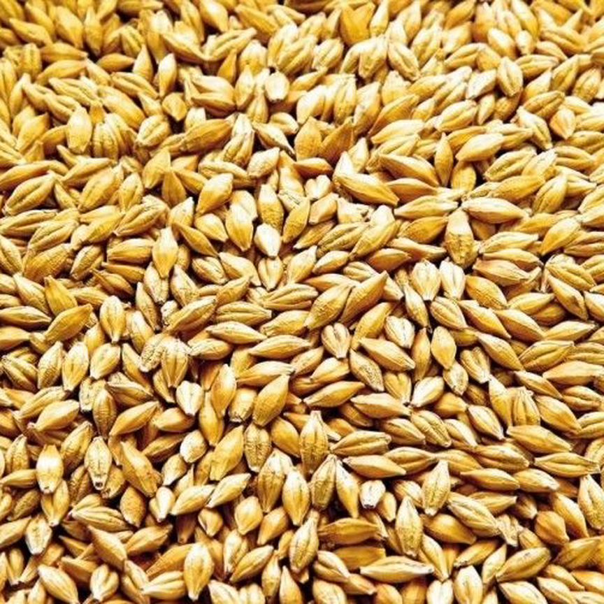 Зерно ячмень с доставкой