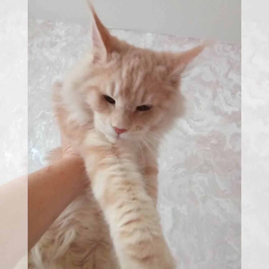 Котята мейн-кун