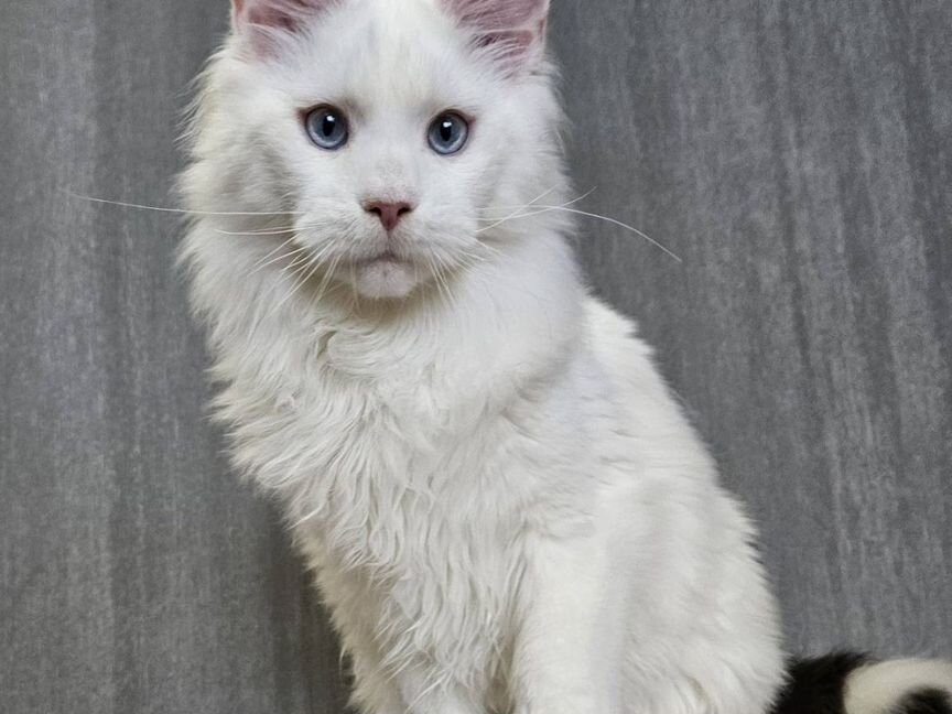 Мейн-кун мальчик с голубыми глазами