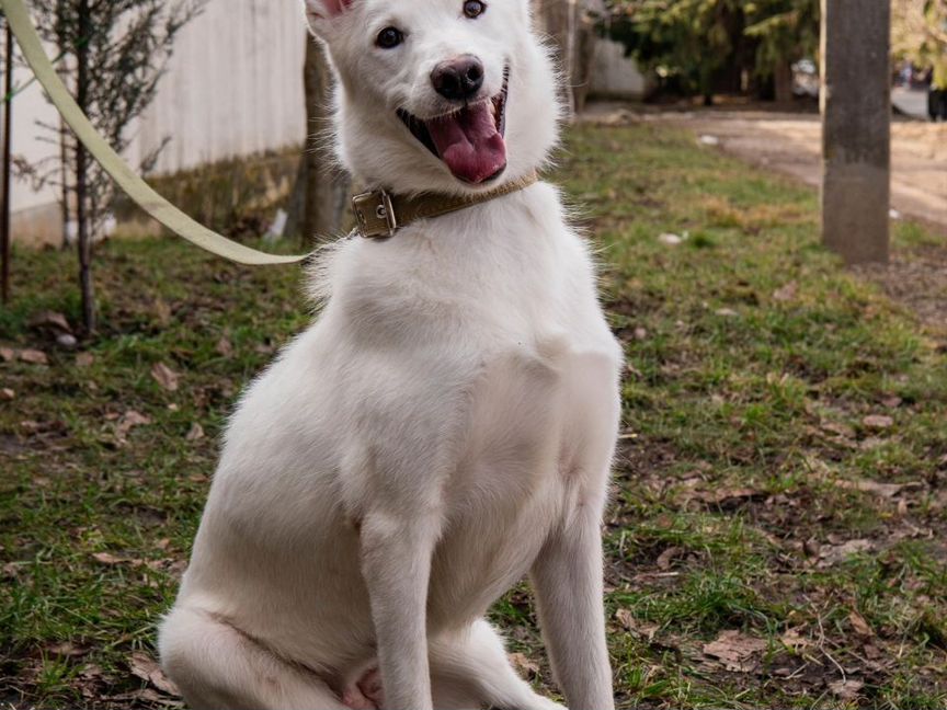 Красавица Вива ищет дом