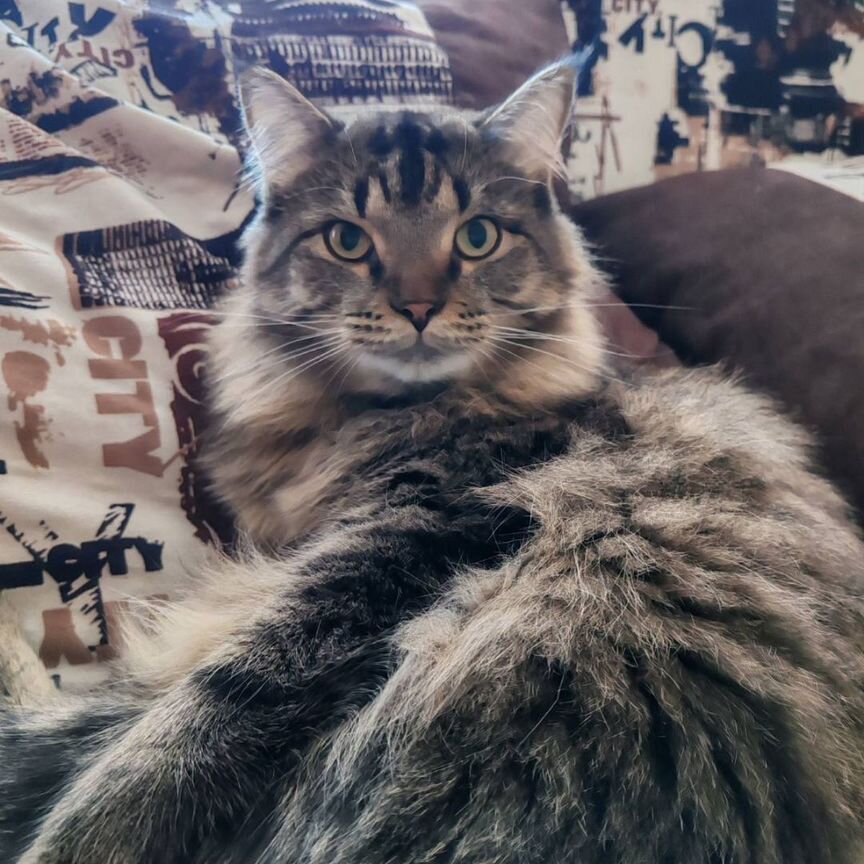 Кот кастрат а добрые руки