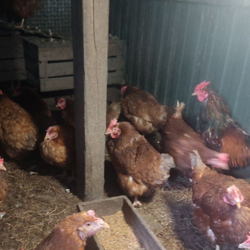 Куры несушки