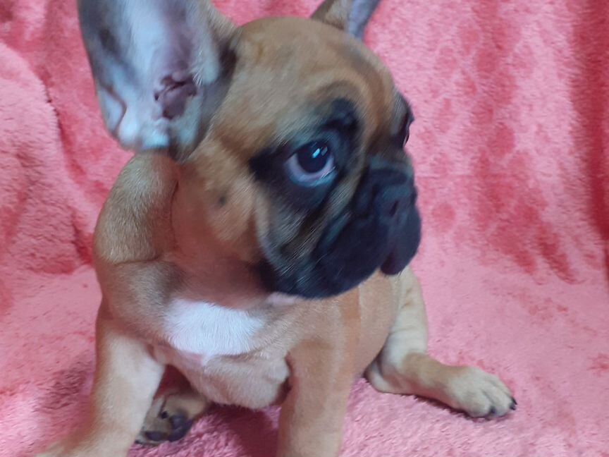 Французская плюшечка