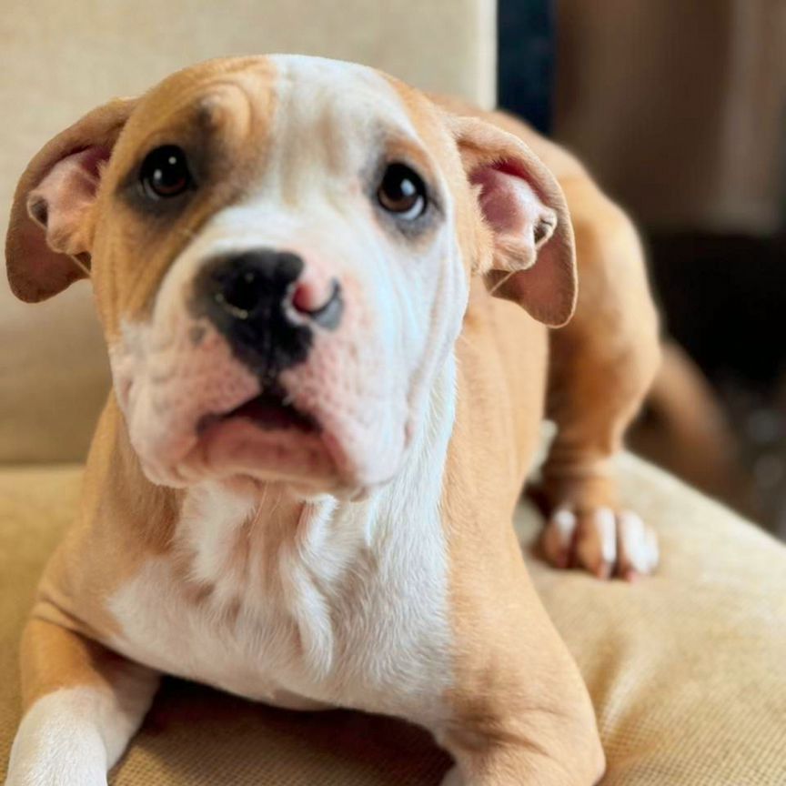 Стаффордширский терьер