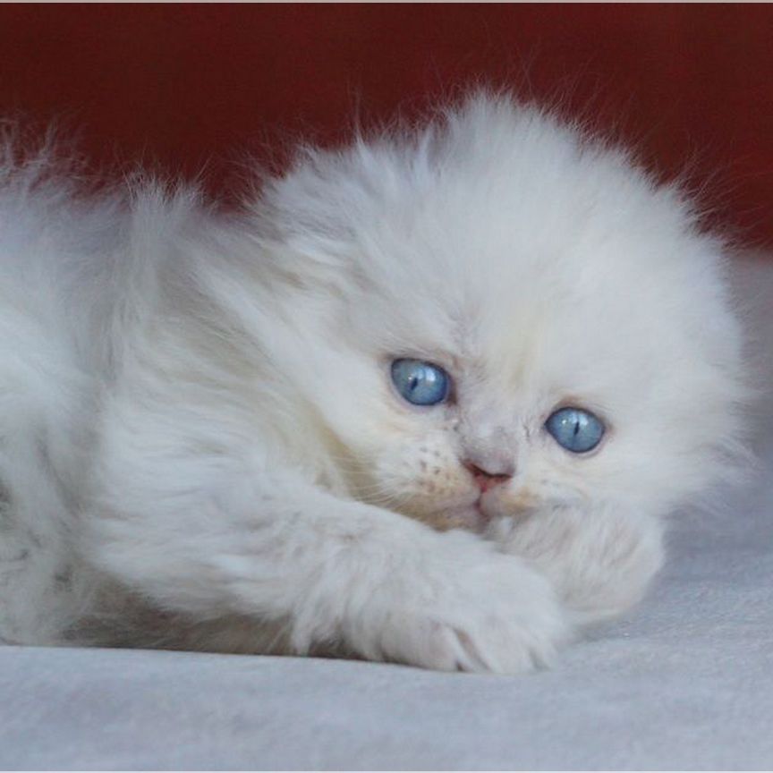 Шотландский вислоухий длинношёрстный котёнок