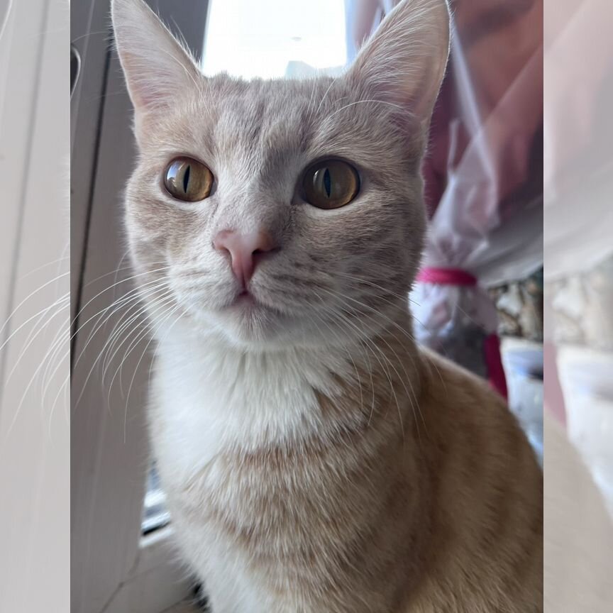 Взрослый кот в добрые руки