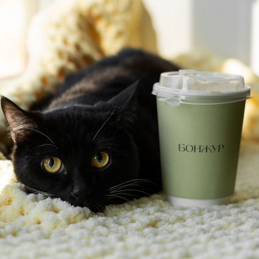 Взрослый кот в добрые руки