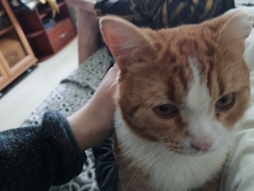 Кошка