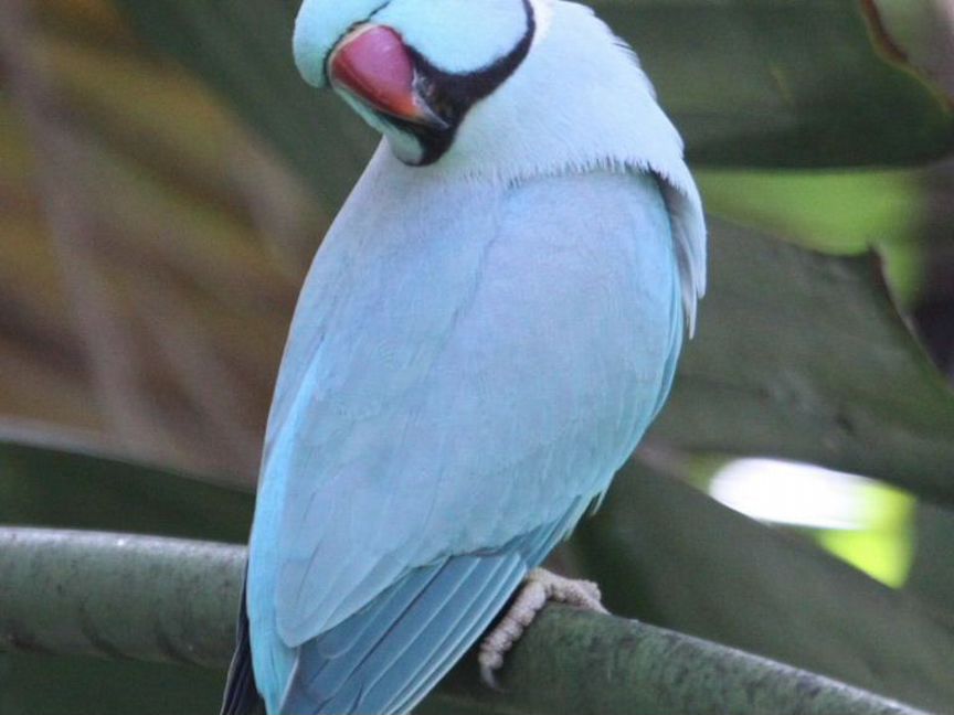 Продается ожереловый попугай