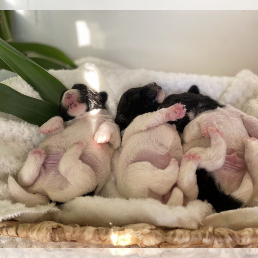 Джек-рассел-терьер, щенок