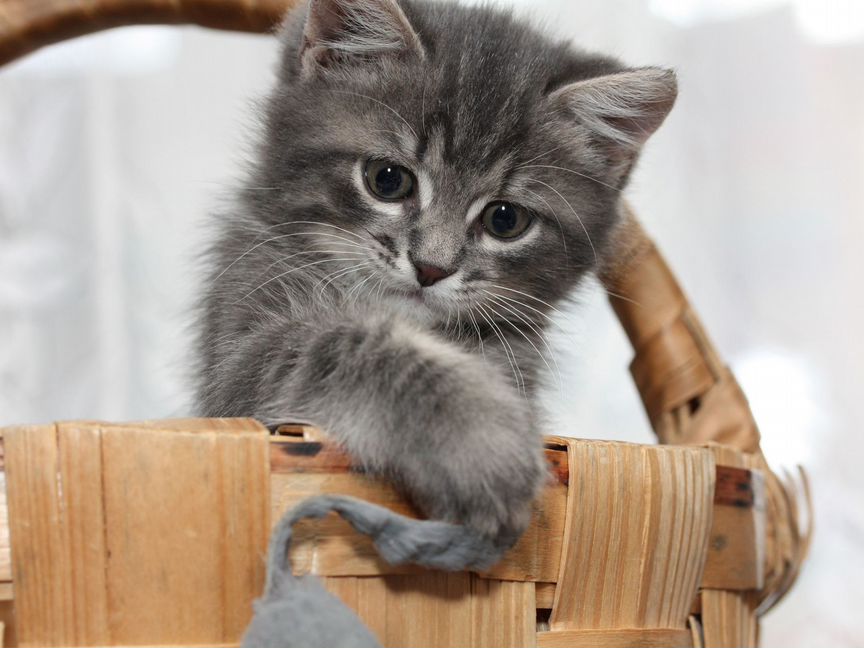 Котенок мальчик Серый