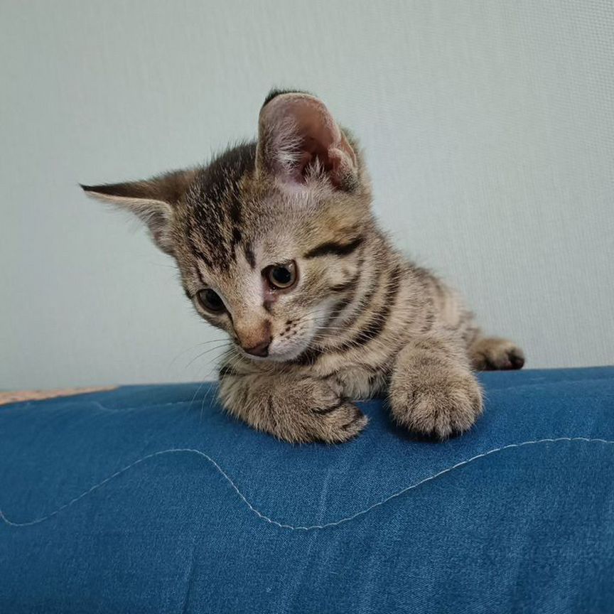Отдаем котят в добрые руки