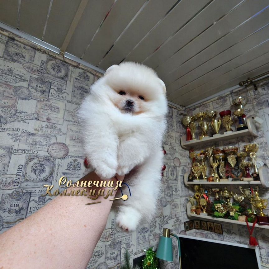 Померанский шпиц