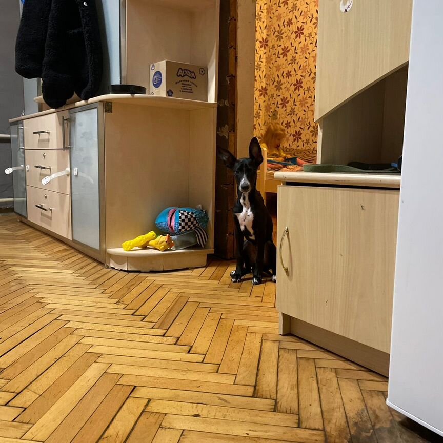 Щенок в добрые руки