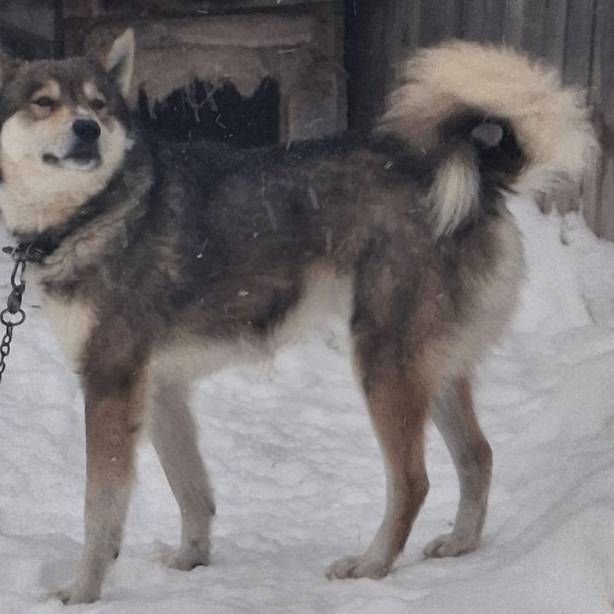 Западносибирская лайка, взрослый пёс