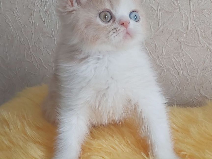 Экзотик Пломбирчик эксклюзивчик