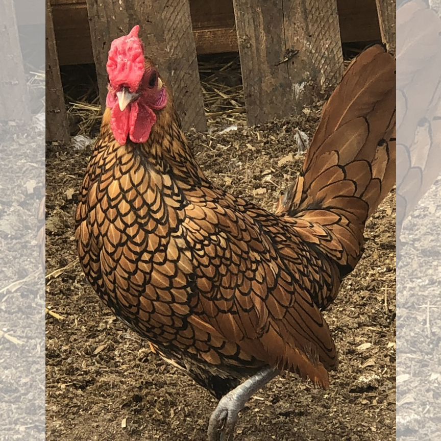 Сибрайт золотой петушки