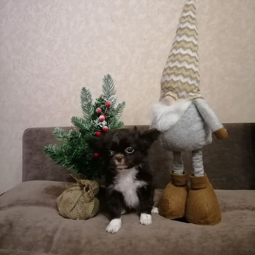 Щенки чихуахуа длинношерстные и гладкие