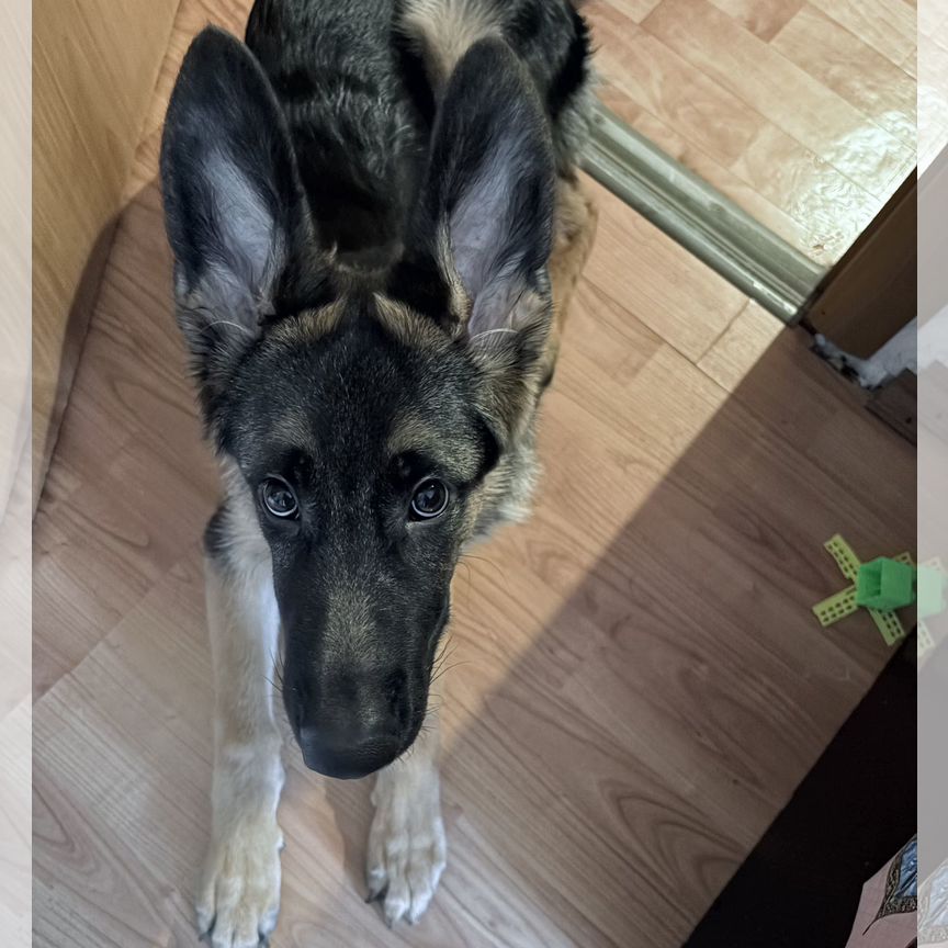 Немецкая овчарка, щенок