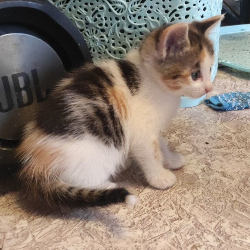 Котята в добрые руки бесплатно девочки