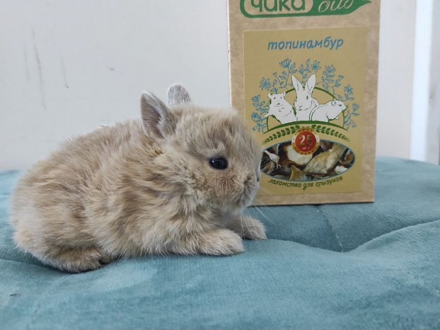 Лакомство для кроликов "Топинамбур "