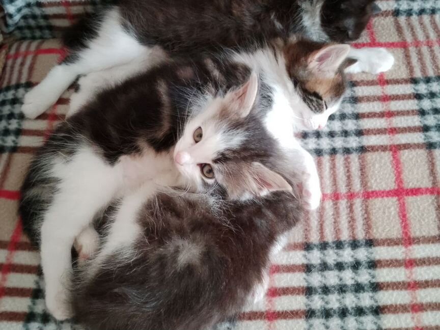 Котики, мальчики, домашние