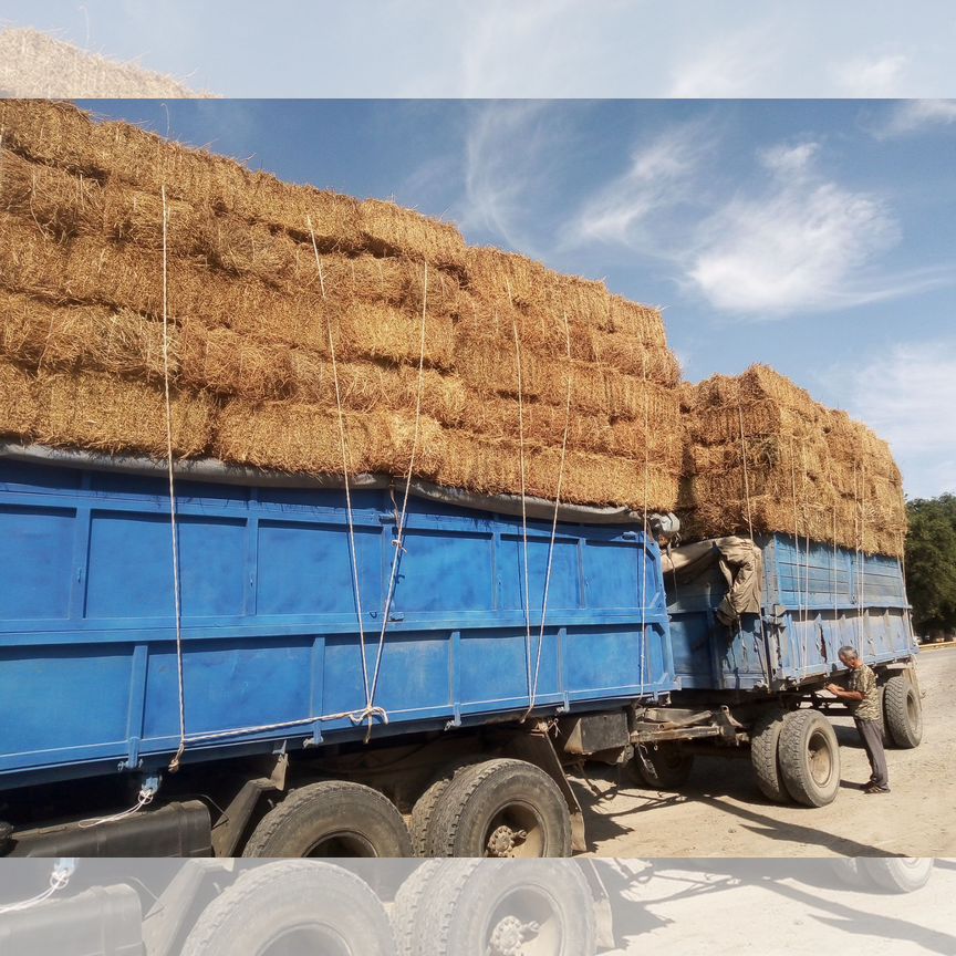 Сено разнотравье