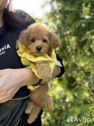 Мальтипу мини ф2