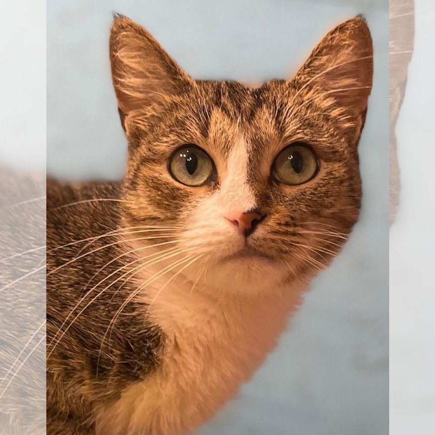 Взрослая, кошка в добрые руки