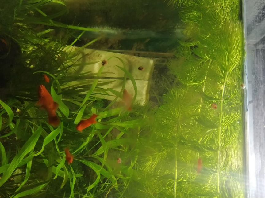 Малек меченосца роголистник