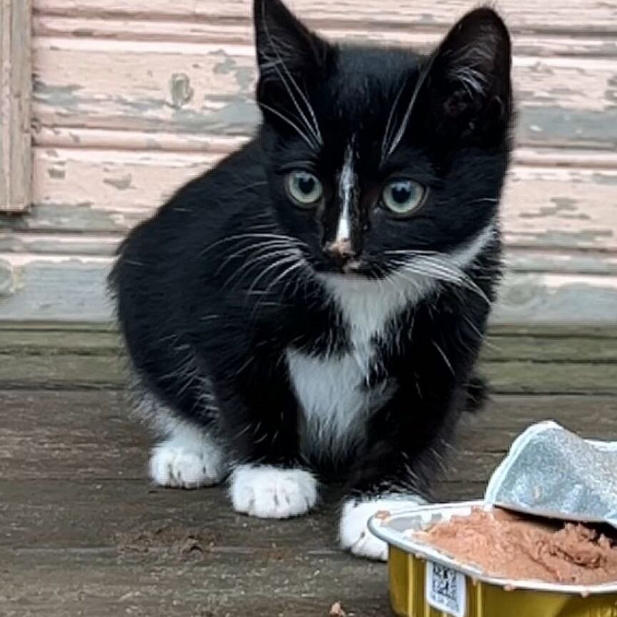 Котёнок в добрые руки