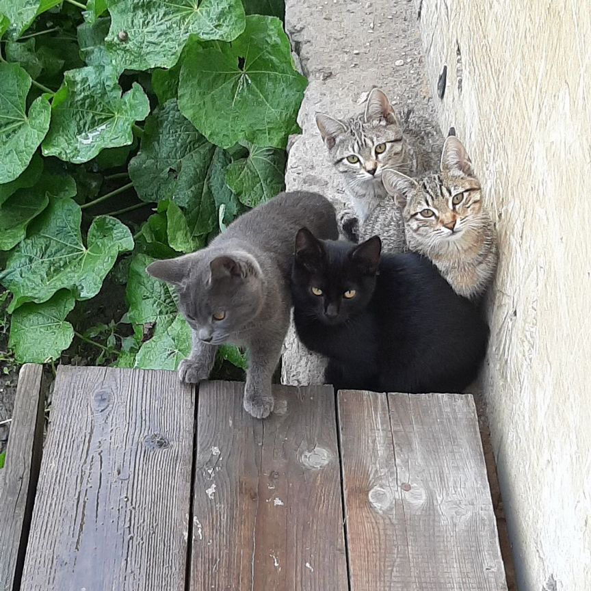 Отдам котят в хорошие руки