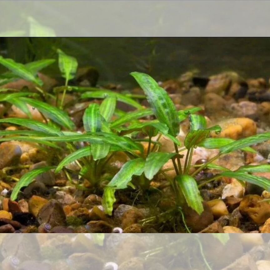 Криптокорина