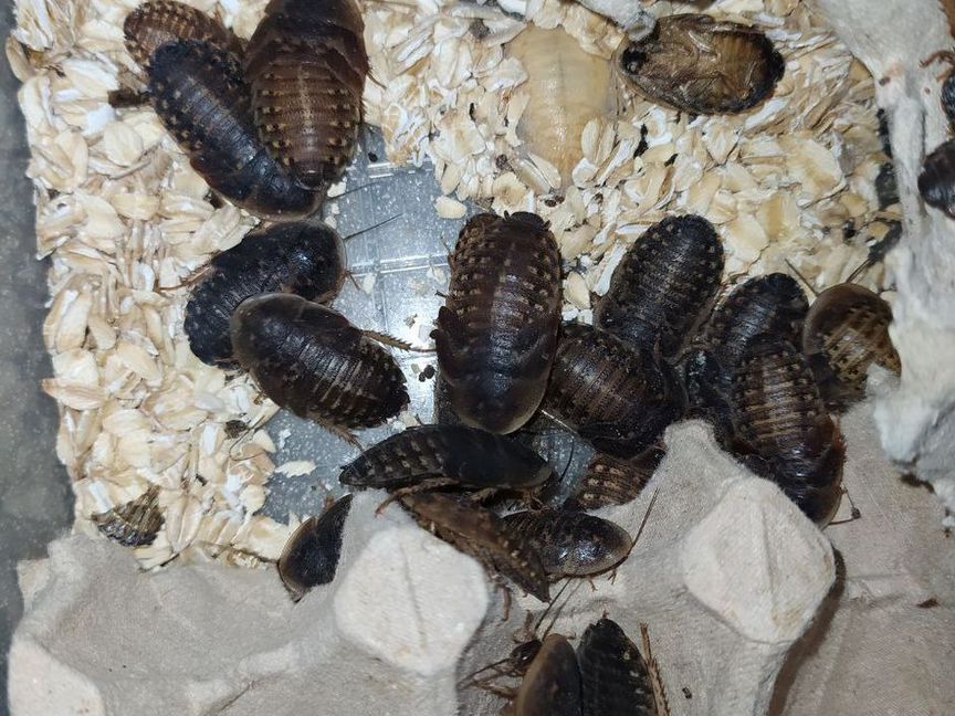 Таракан аргентинский (Blaptica dubia)