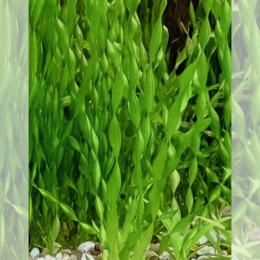 Аквариумные растения: валиснерия, роголистник