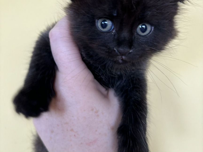 Вислоухий котенок. Мальчик